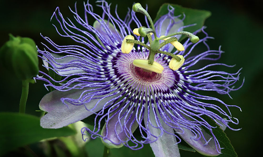 Cinema Verde Film Festival | Visit St Augustine