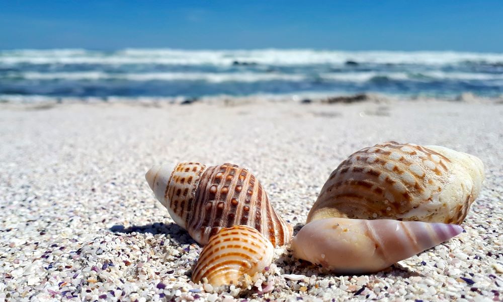 GTM Talks: Diving into Shellfish and Water Quality | Visit St Augustine