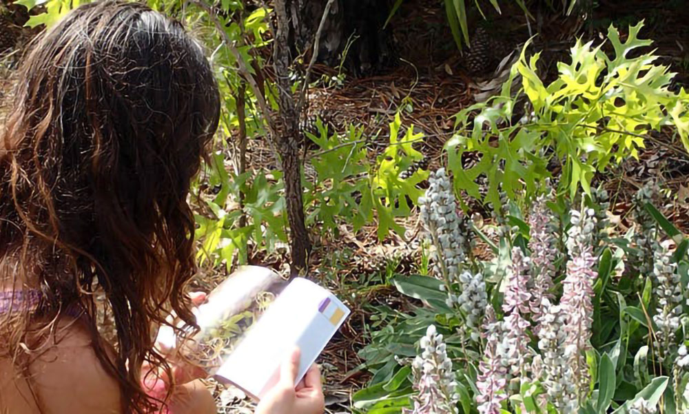 Florida's Wild Edibles and Medicinal Plants – Canopy Shores | Visit St ...