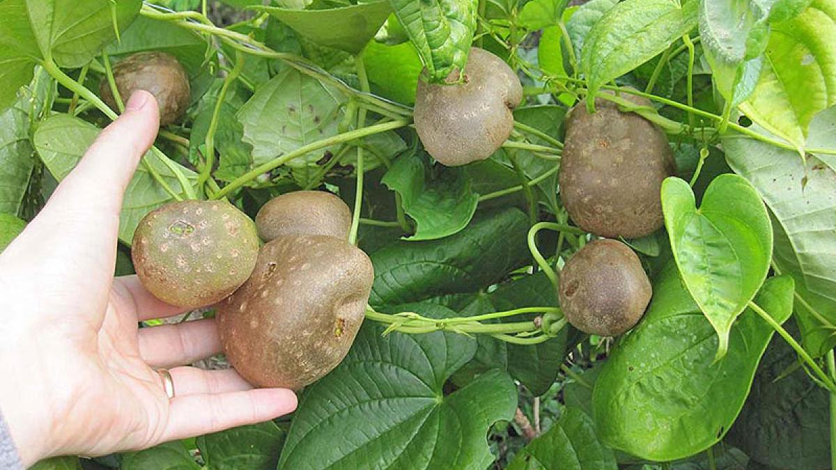 8th Annual Air Potato Round-Up | Visit St. Augustine