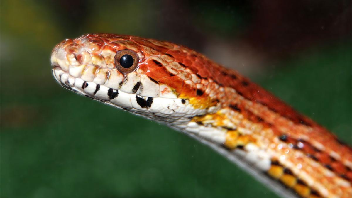 Living with Snakes and Gators | Visit St. Augustine