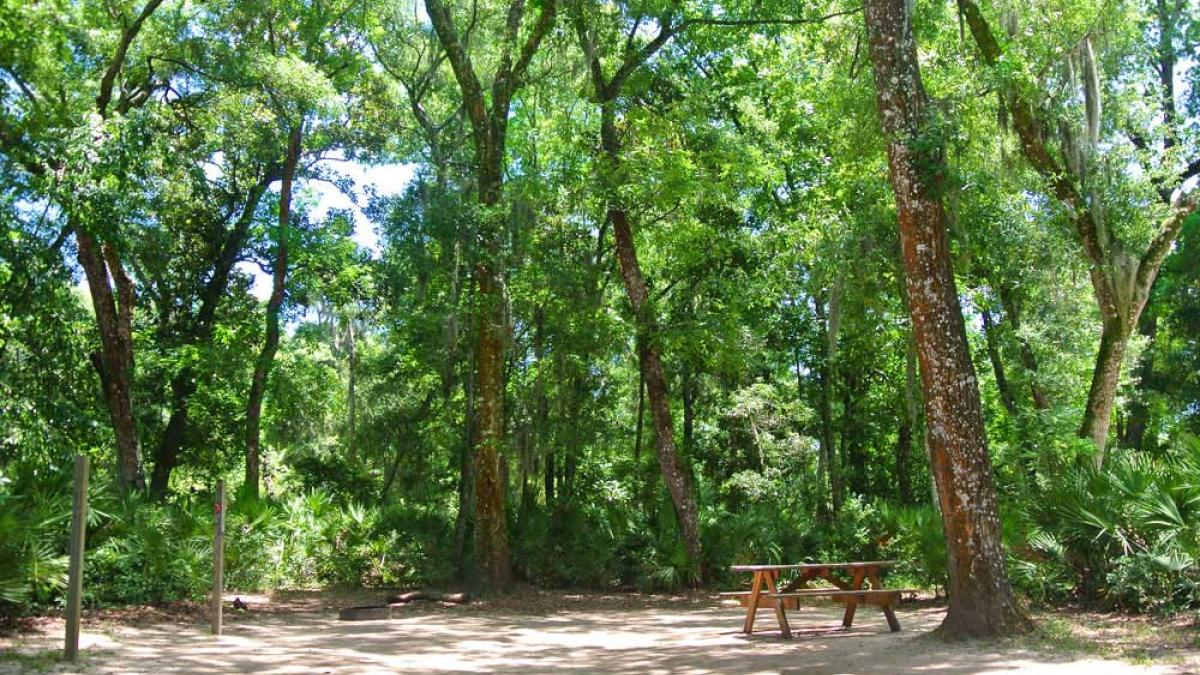 First Day Hike of 2020 at Faver-Dykes State Park | Visit St. Augustine