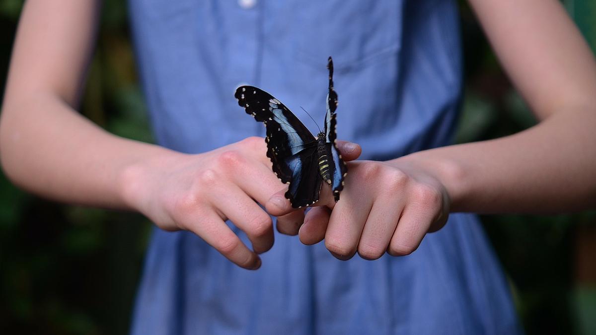 NABA Butterfly Count | Visit St. Augustine