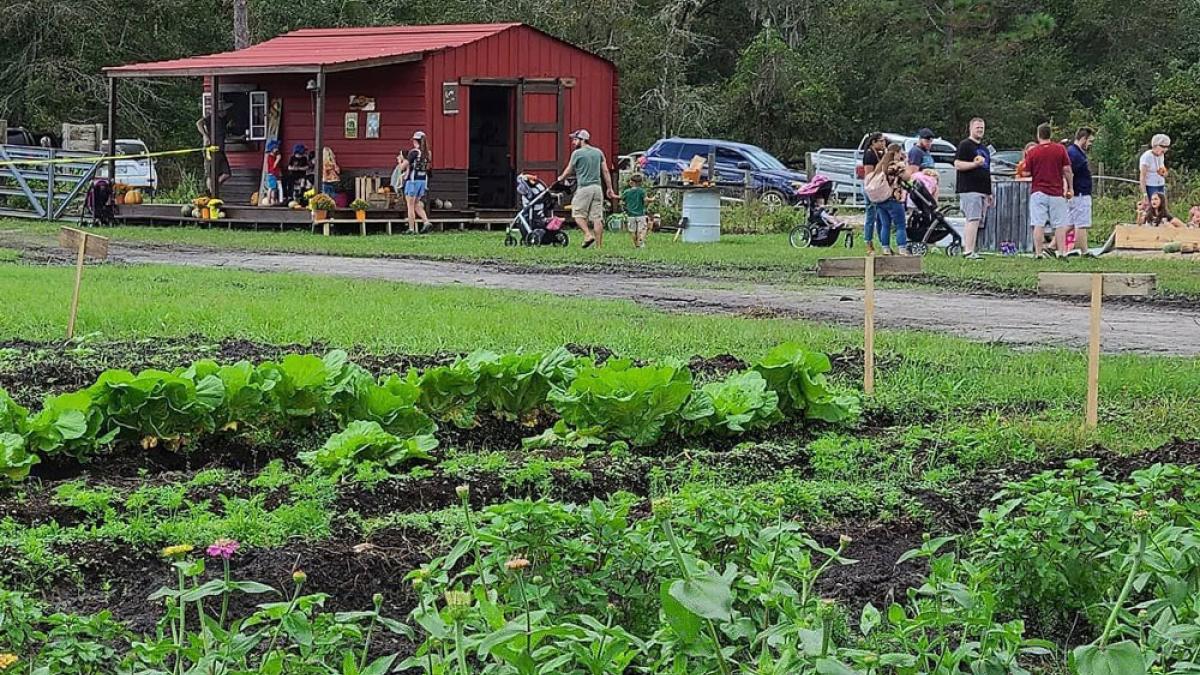 Springtime Farm Festival | Visit St. Augustine