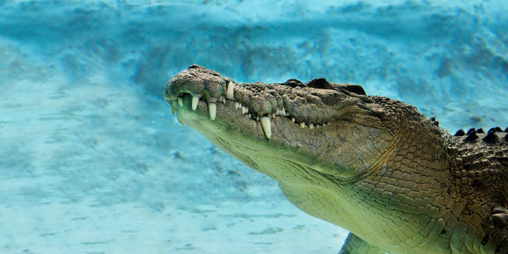 St. Augustine Alligator Farm | Visit St Augustine