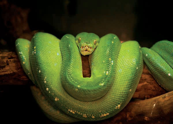 St. Augustine Alligator Farm | Visit St Augustine