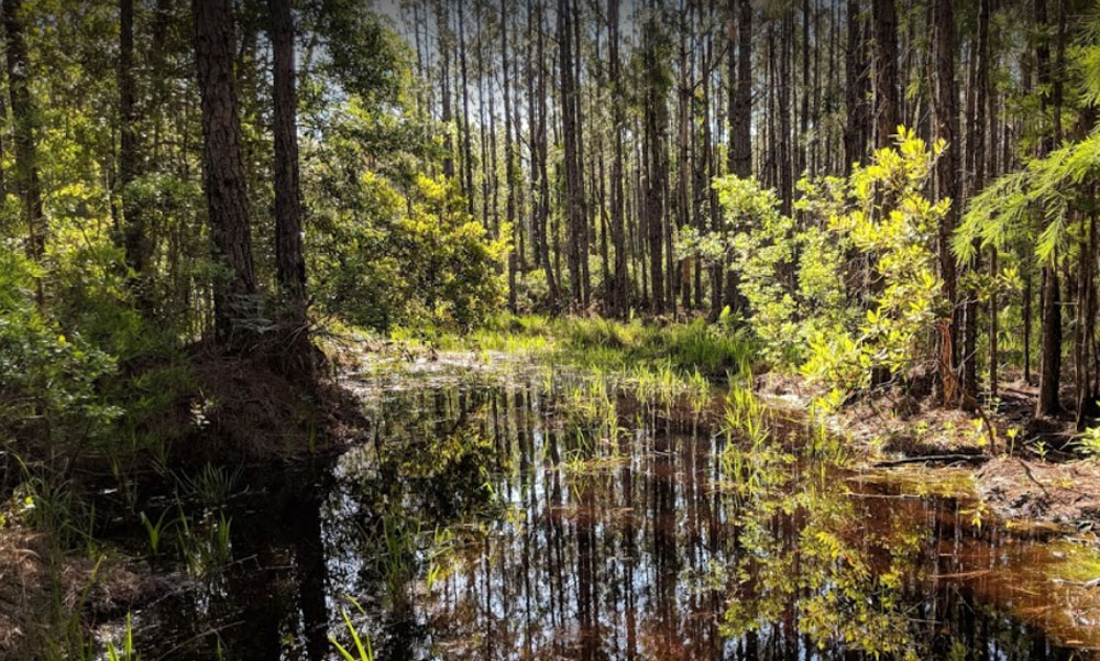 Twelve Mile Swamp Conservation Area | Visit St Augustine